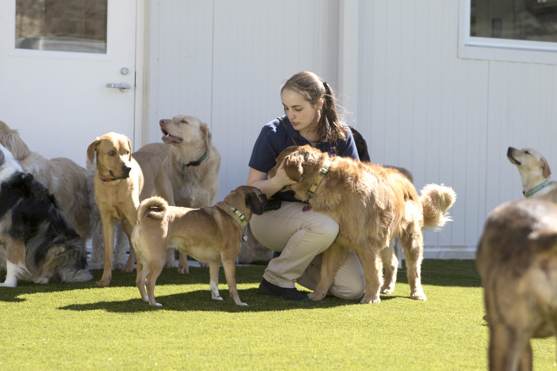 Pets can FaceTime with owners while at hotel | News, Sports, Jobs - The ...